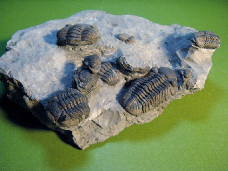 Not All Trilobites Are Created Equal - General Fossil Discussion - The ...