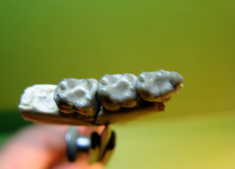 I Forgot Who This Oligocene Jaw Belonged To - Fossil ID - The Fossil Forum
