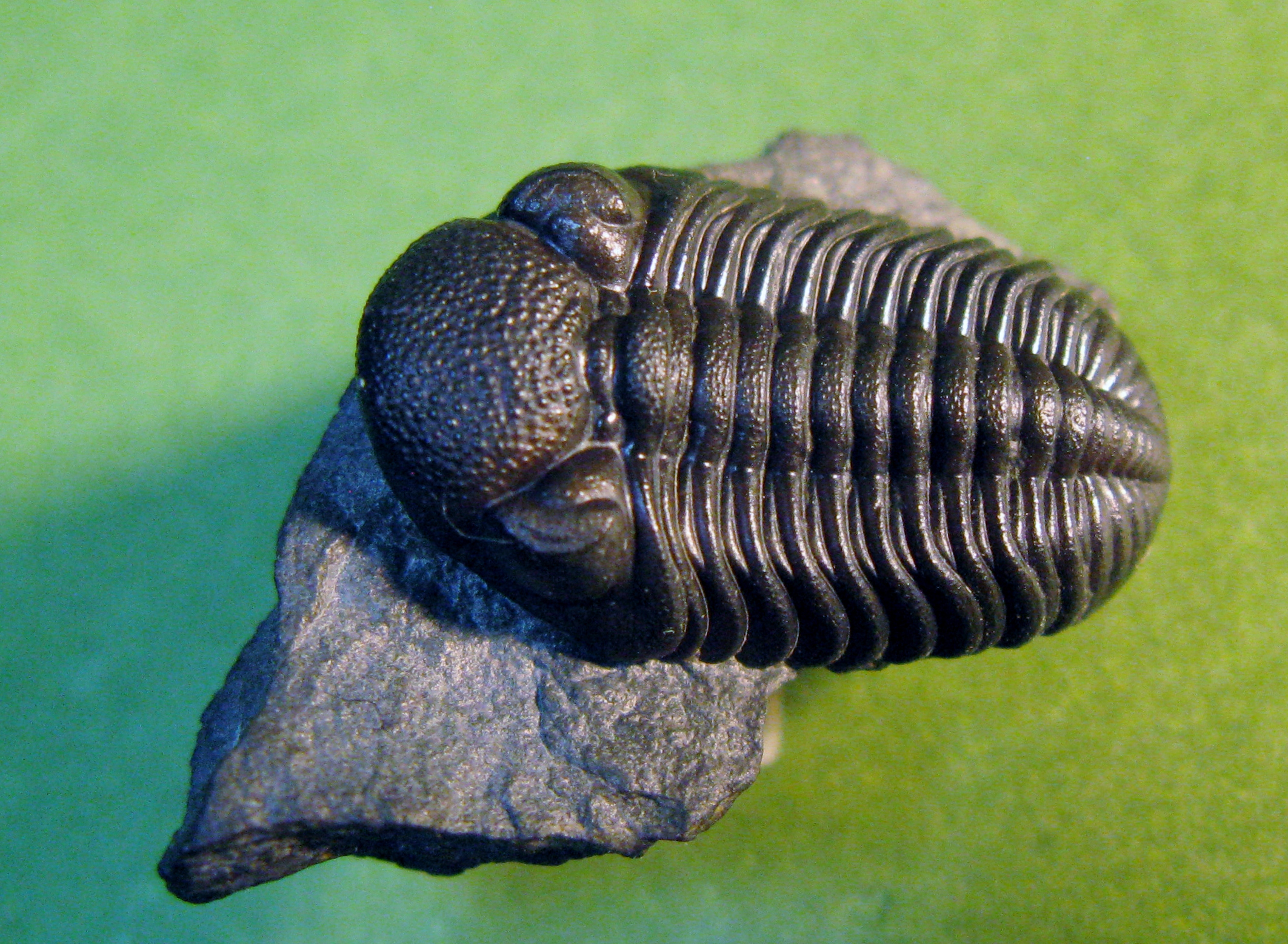 Phacops, The Jewel Of Trilobites - General Fossil Discussion - The ...