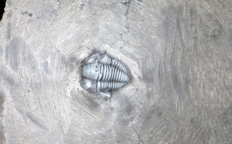 Cute As A Bug - Prepped - General Fossil Discussion - The Fossil Forum