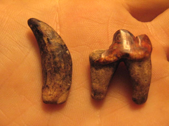 Couple Teeth? Dire Wolf? - Fossil ID - The Fossil Forum