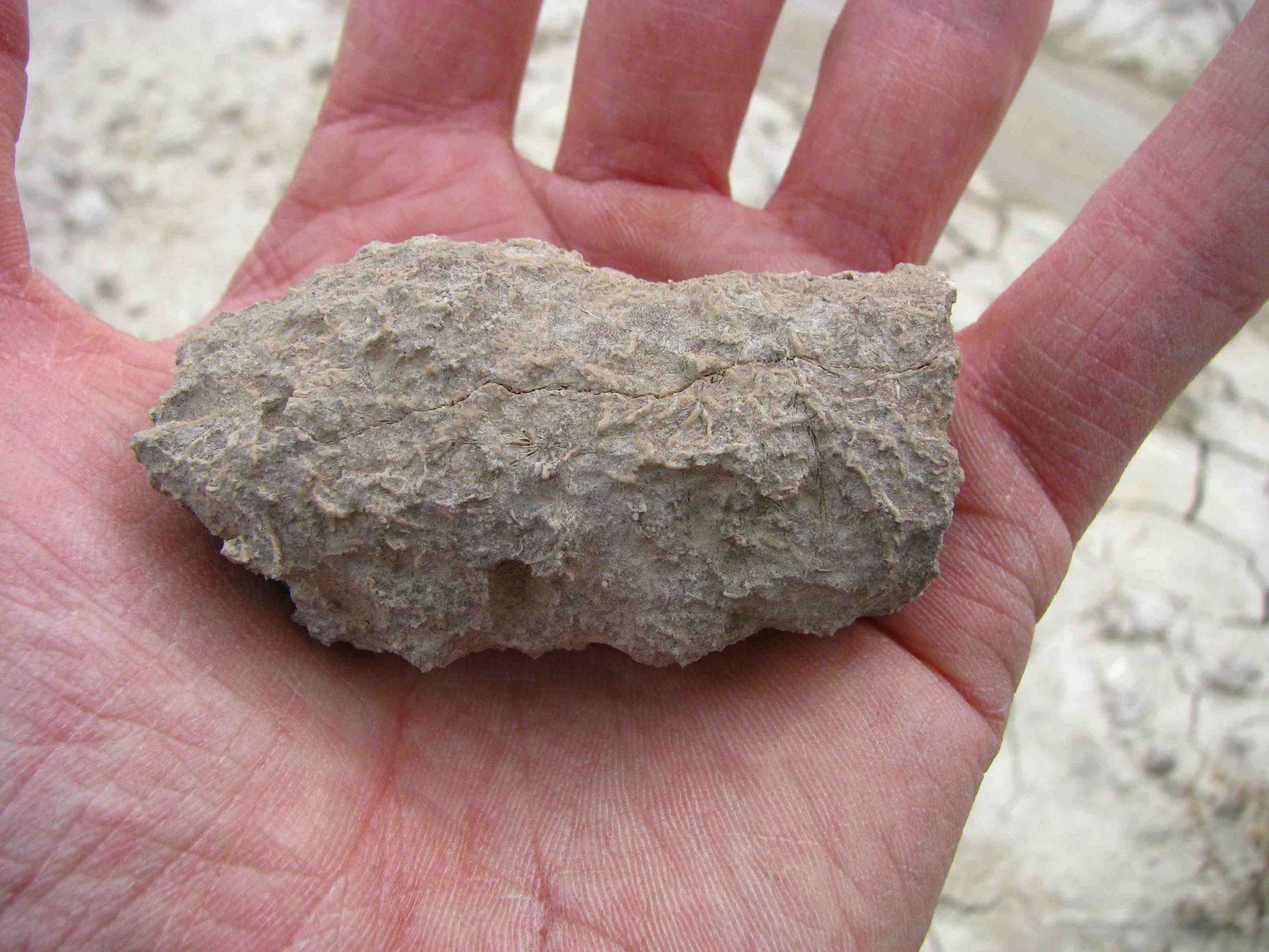 My First Coprolite? - Fossil ID - The Fossil Forum