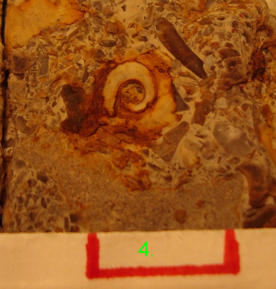 Small Ordovician Swirls- - Fossil ID - The Fossil Forum