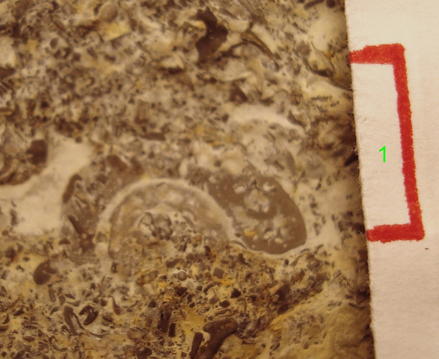 Small Ordovician Swirls- - Fossil ID - The Fossil Forum