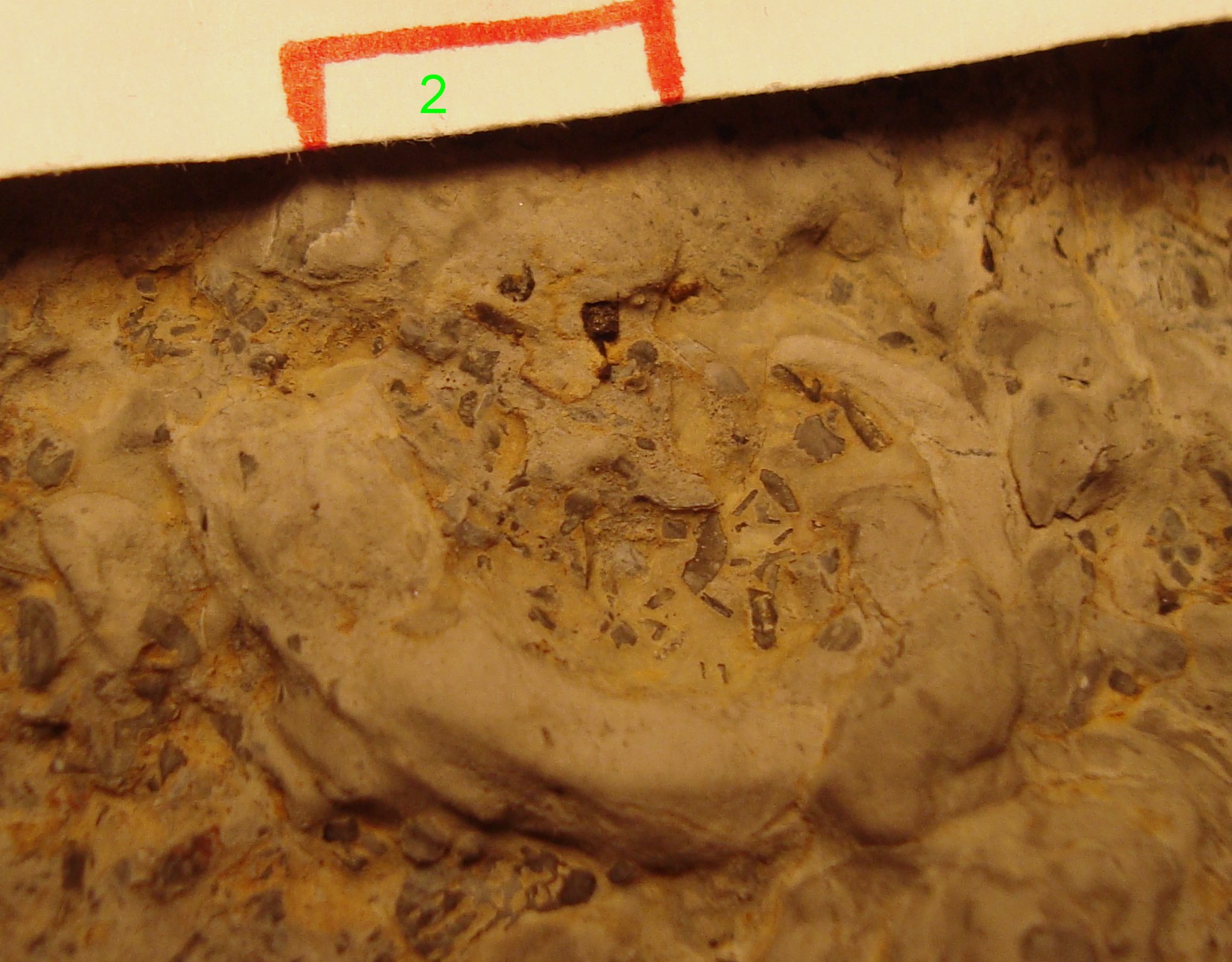Small Ordovician Swirls- - Fossil ID - The Fossil Forum