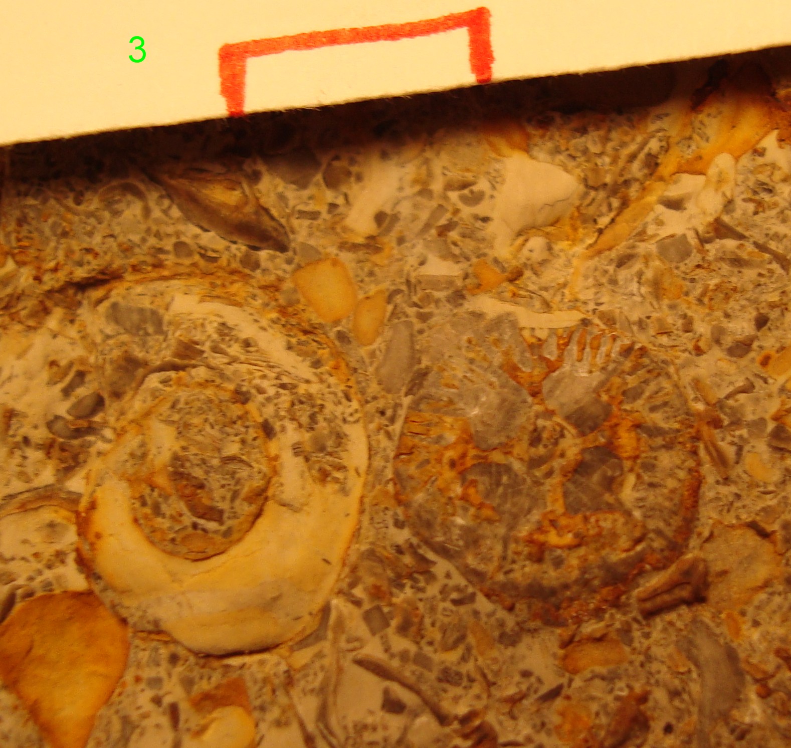 Small Ordovician Swirls- - Fossil ID - The Fossil Forum