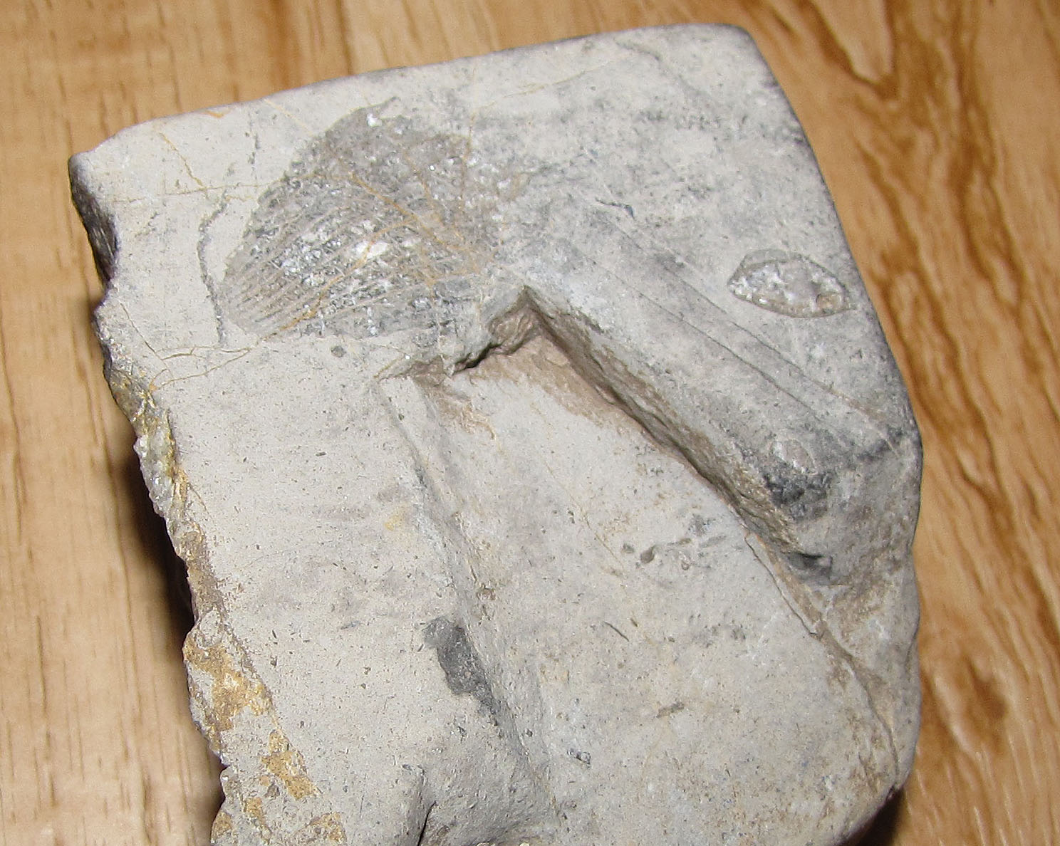Invert - Fossil ID - The Fossil Forum
