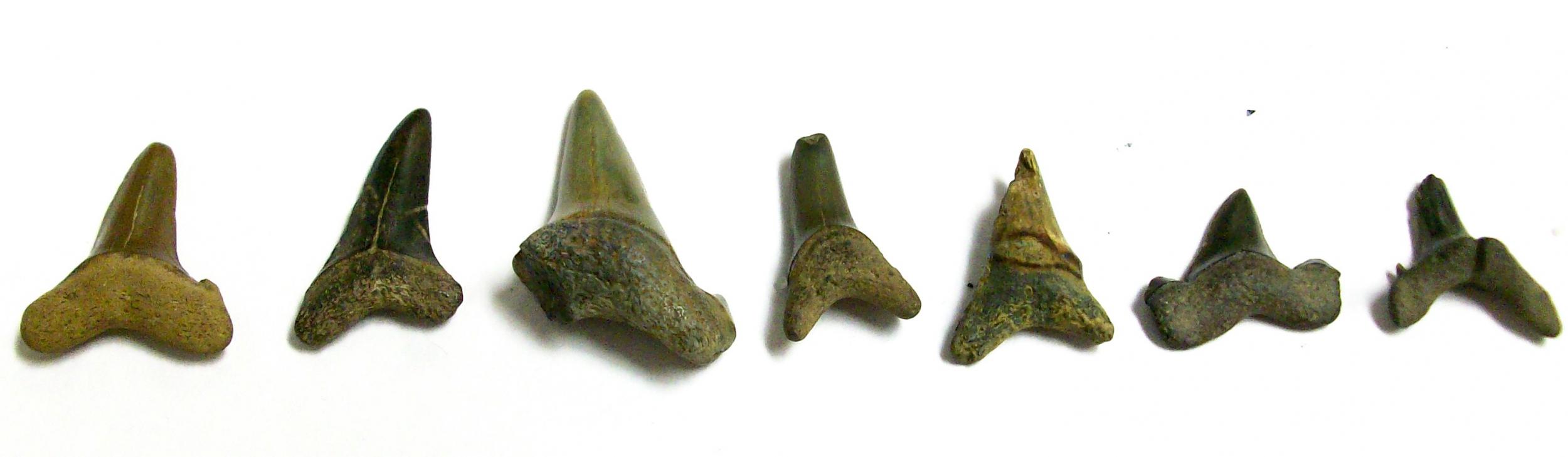 Teeth, Stone Artifact Identification - Questions & Answers - The Fossil ...