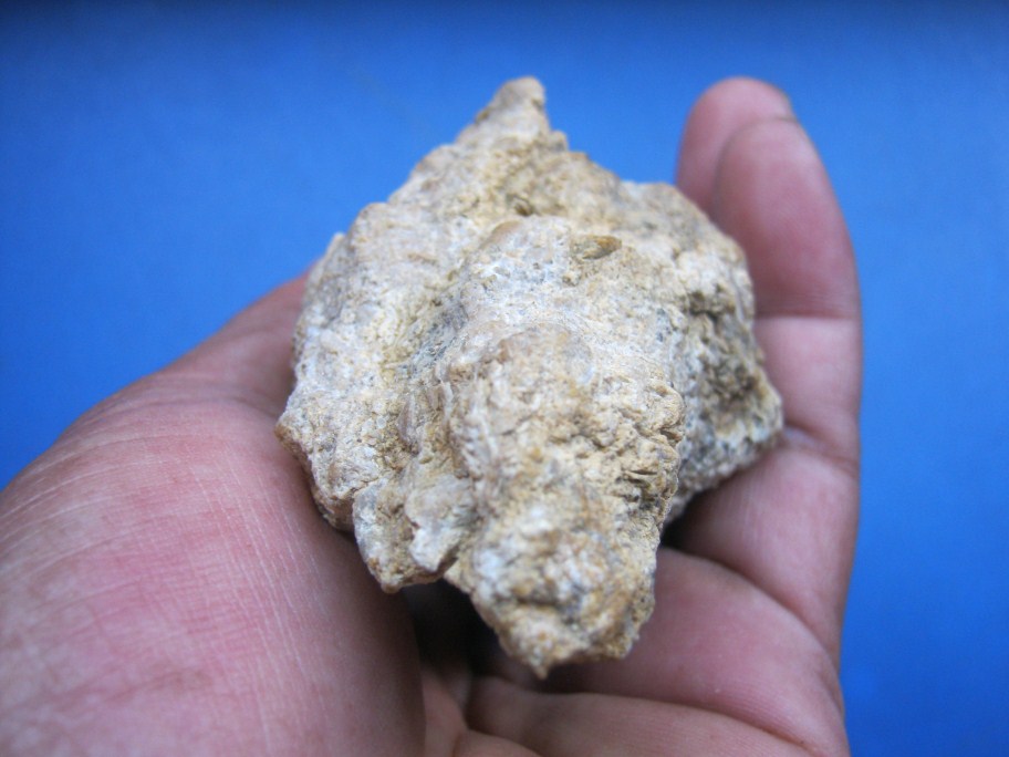 A Type Of Fossil Birds Head. - Fossil ID - The Fossil Forum