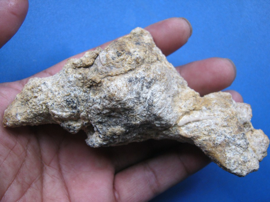 A Type Of Fossil Birds Head. - Fossil ID - The Fossil Forum