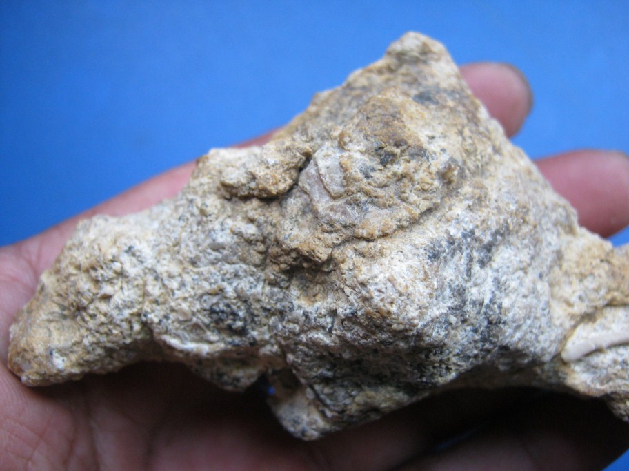 A Type Of Fossil Birds Head. - Fossil ID - The Fossil Forum