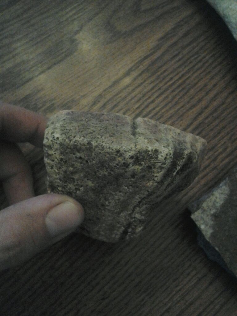 Davis Family's First Fossil Hunting Trip - Fossil Hunting Trips - The ...
