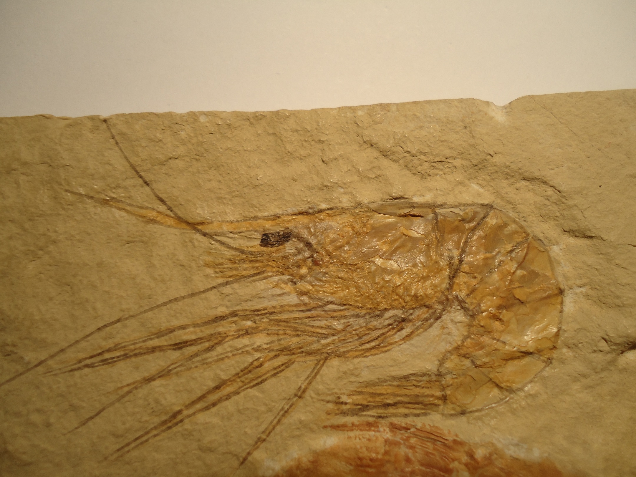 Is This Fossil Fake Or Real? - General Fossil Discussion - The Fossil Forum
