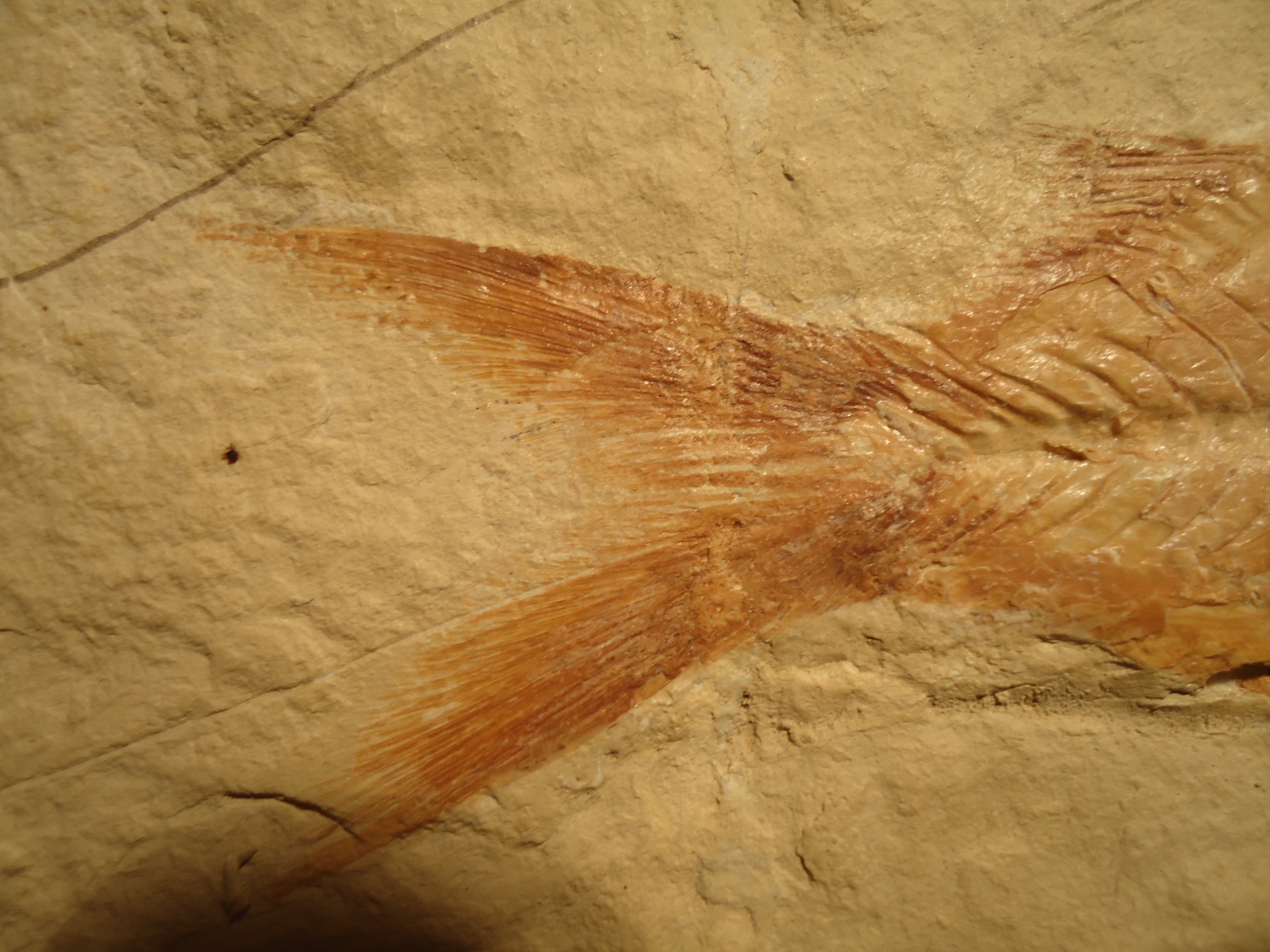 Is This Fossil Fake Or Real? - General Fossil Discussion - The Fossil Forum