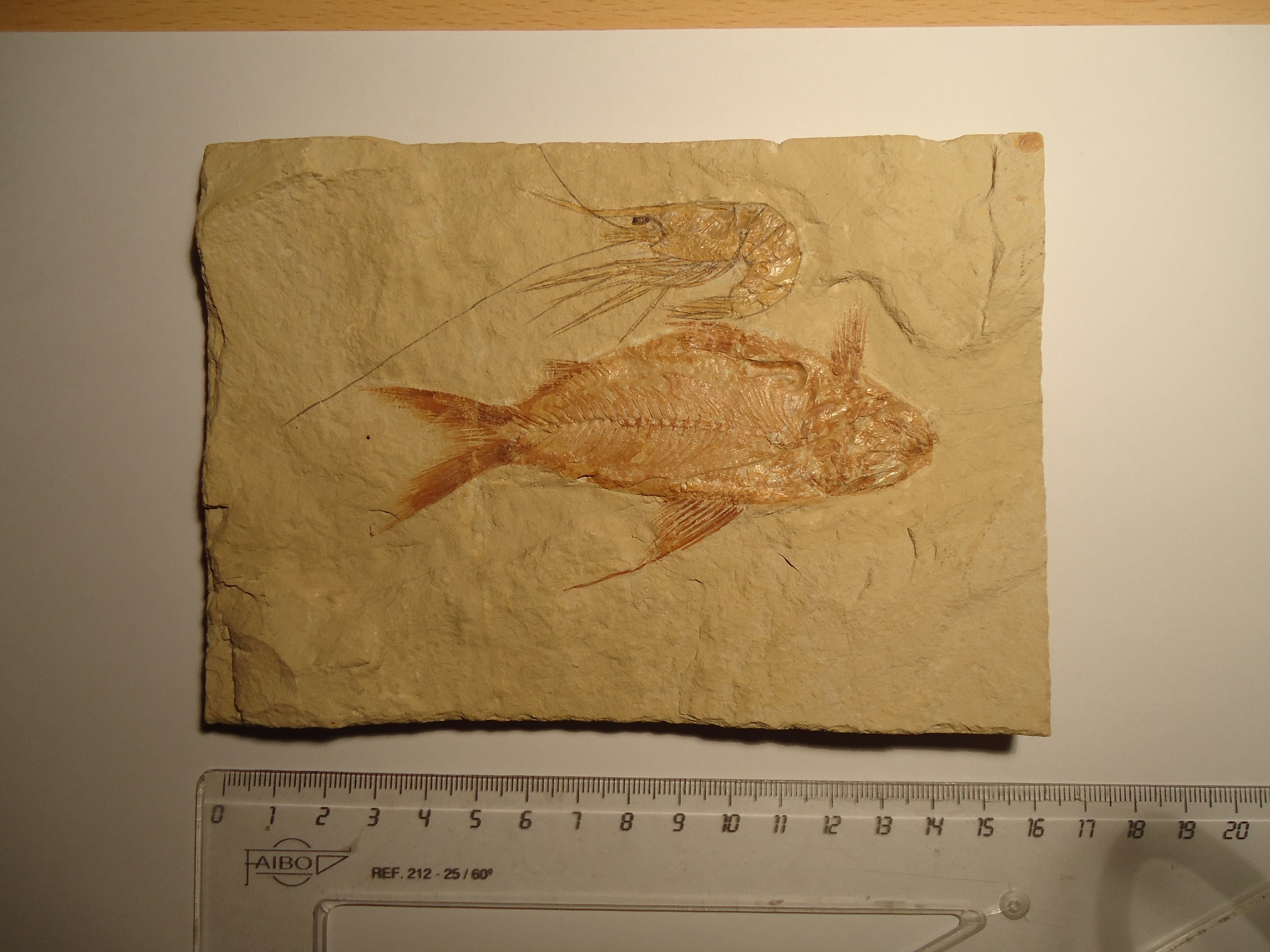 Is This Fossil Fake Or Real? - General Fossil Discussion - The Fossil Forum