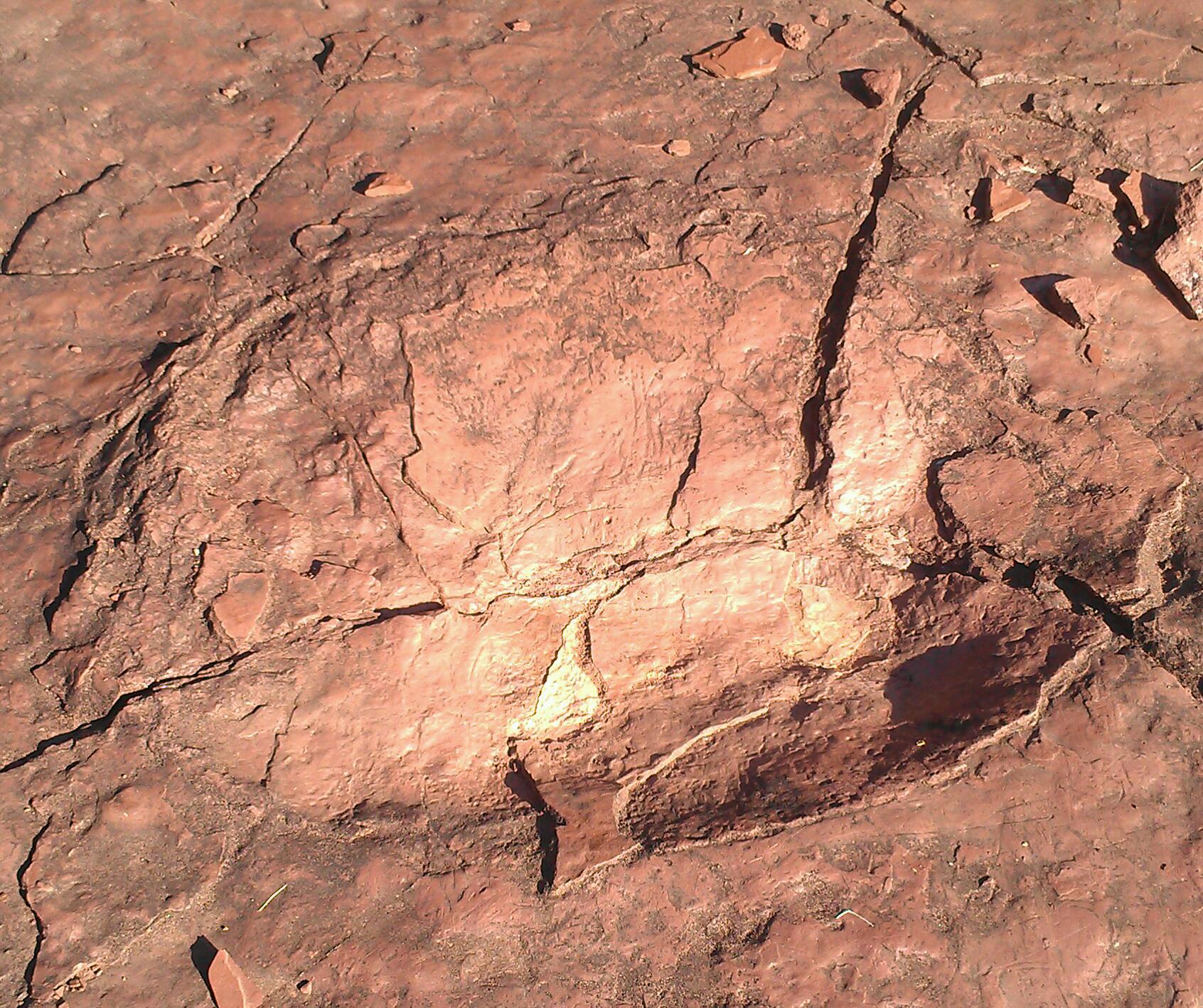 Triassic Tracks? - Fossil ID - The Fossil Forum