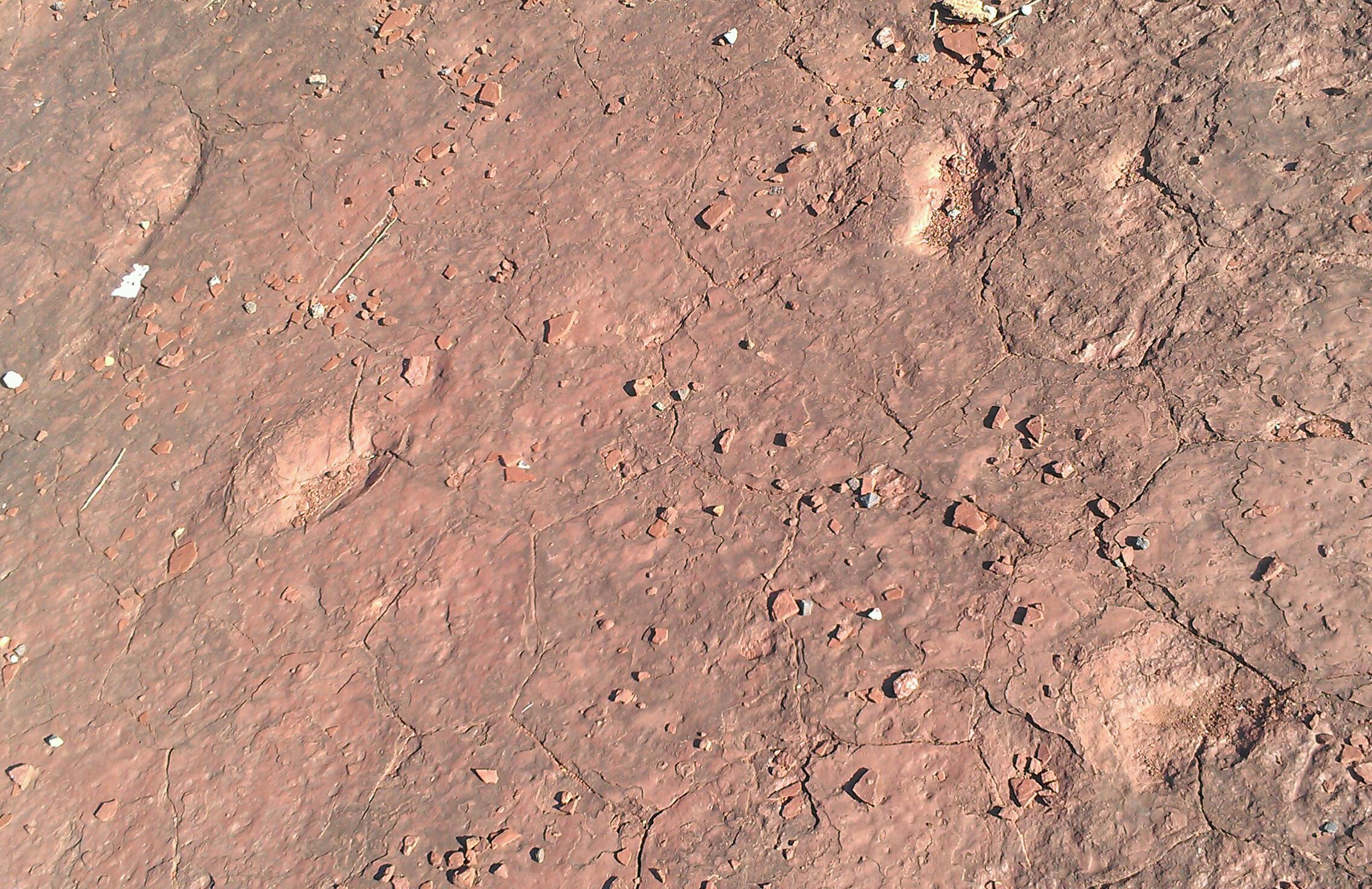 Triassic Tracks? - Fossil ID - The Fossil Forum