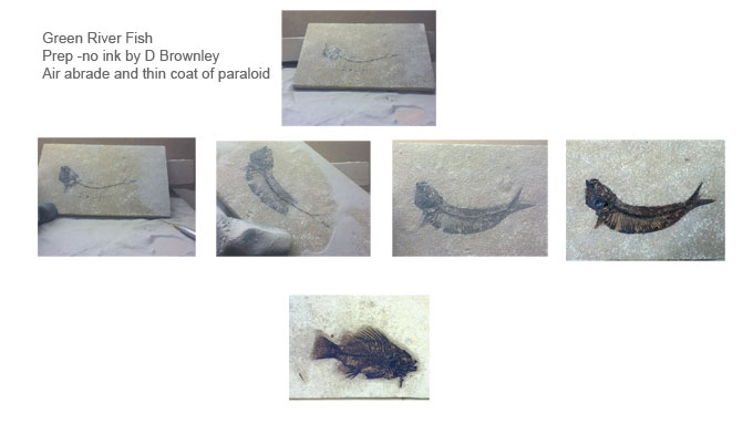 Is This Fossil Fake Or Real? - General Fossil Discussion - The Fossil Forum