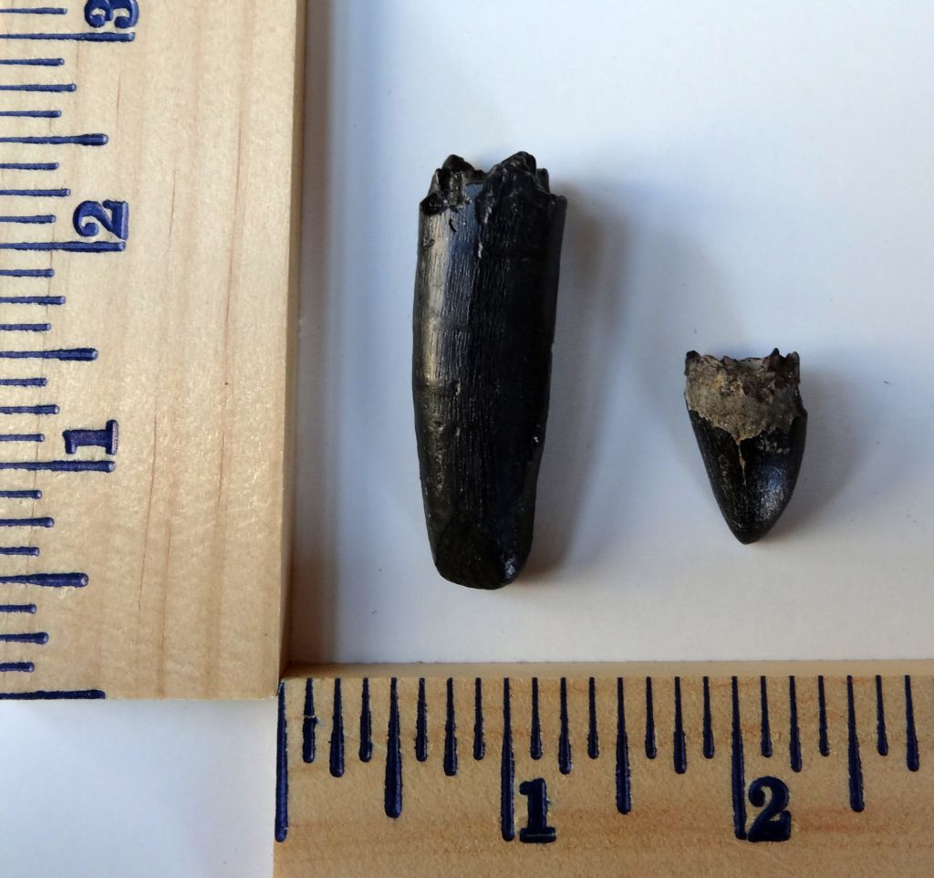 Teeth Identification? - Fossil ID - The Fossil Forum