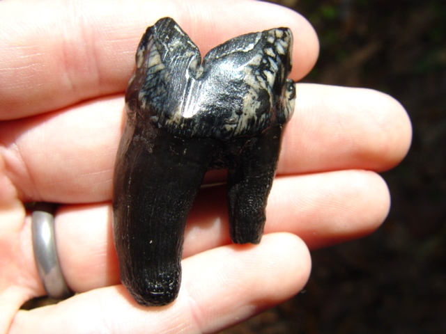 Florida Fossils - Member Collections - The Fossil Forum