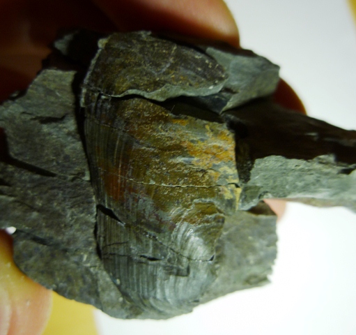 December 2012 Invertebrate / Plant Find Of The Month - Fossil of the ...
