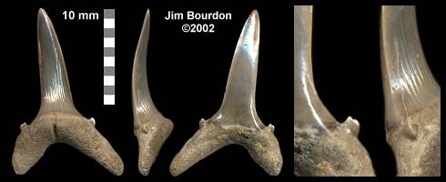 Striatolamia W/o Striations - Fossil ID - The Fossil Forum