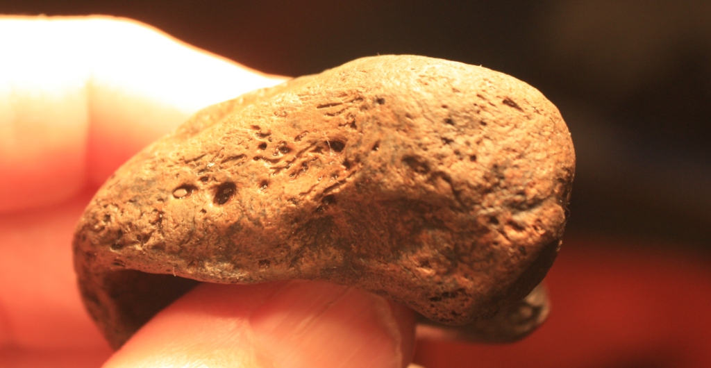 Mammal Toe Bone - Fossil ID - The Fossil Forum