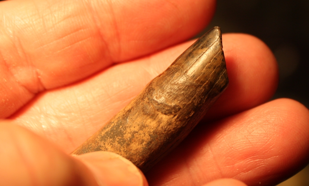 2 Inch Mammal Tooth/tusk - Fossil ID - The Fossil Forum