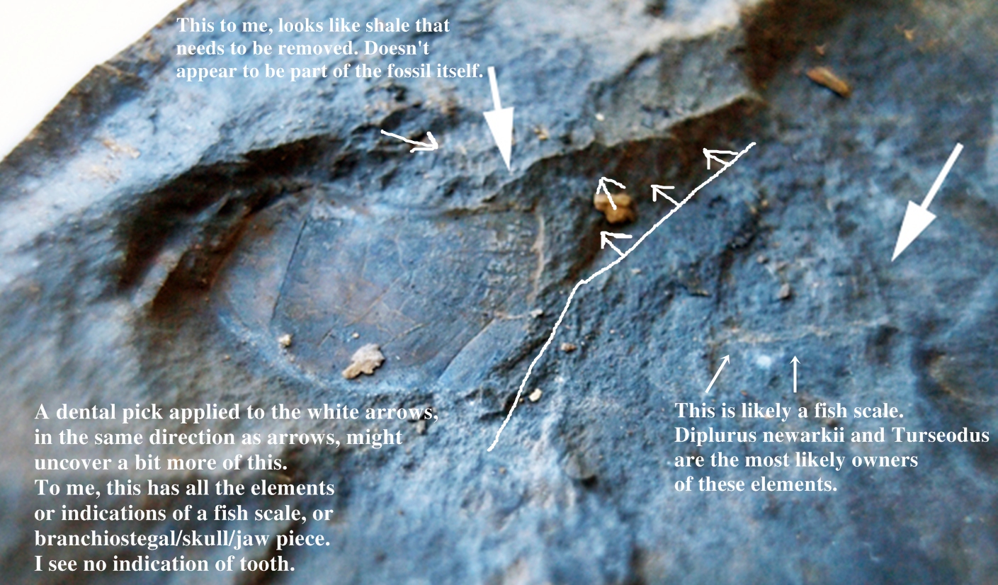 Lockatong Triassic Fish Tooth - Fossil ID - The Fossil Forum