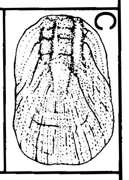 Lockatong Triassic Fish Tooth - Fossil ID - The Fossil Forum
