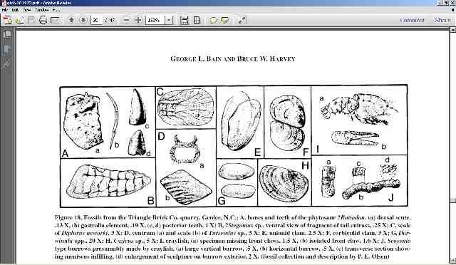 Lockatong Triassic Fish Tooth - Fossil ID - The Fossil Forum