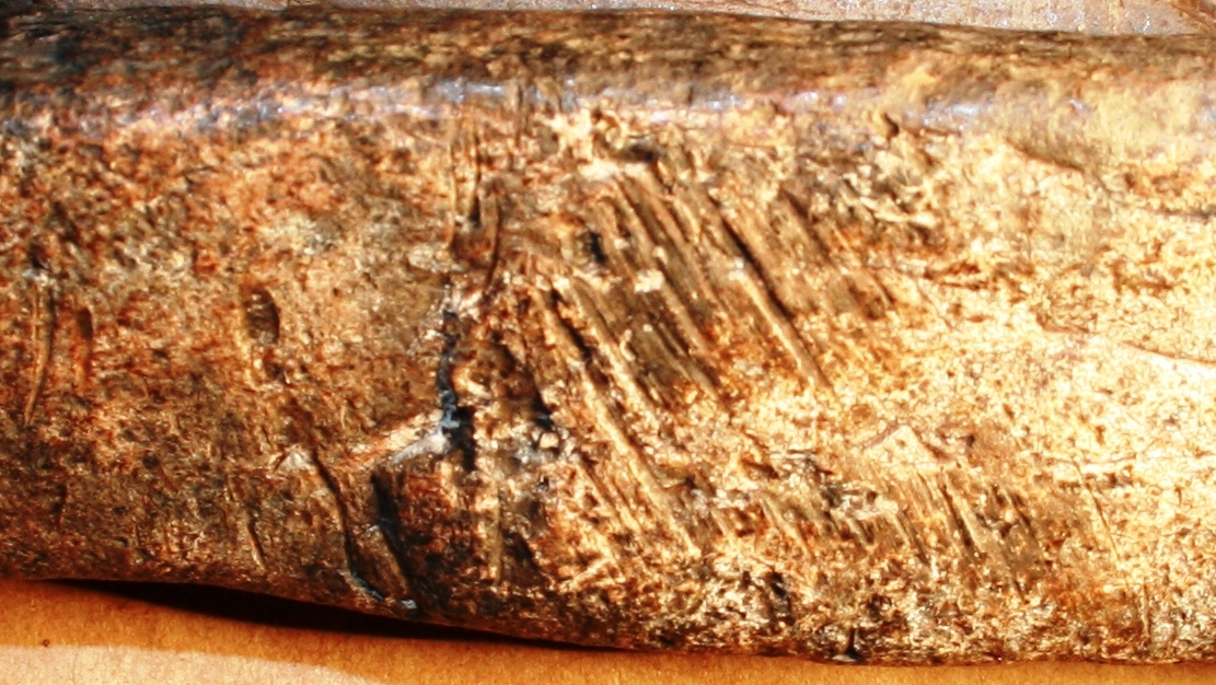 Stone Tool Cut Marks On Ivory? - Questions & Answers - The Fossil Forum