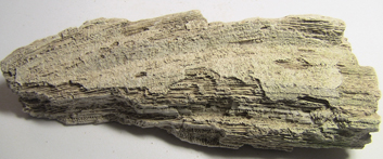 Barbados Fossils #3 - Fossil Hunting Trips - The Fossil Forum