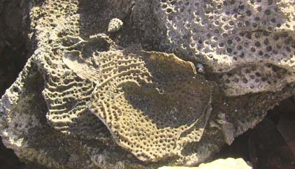 Amazing Fossils In Barbados #1 - Fossil Hunting Trips - The Fossil Forum