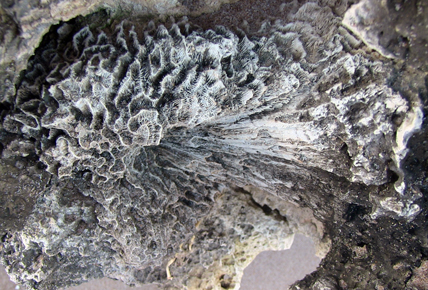 Amazing Fossils In Barbados #1 - Fossil Hunting Trips - The Fossil Forum