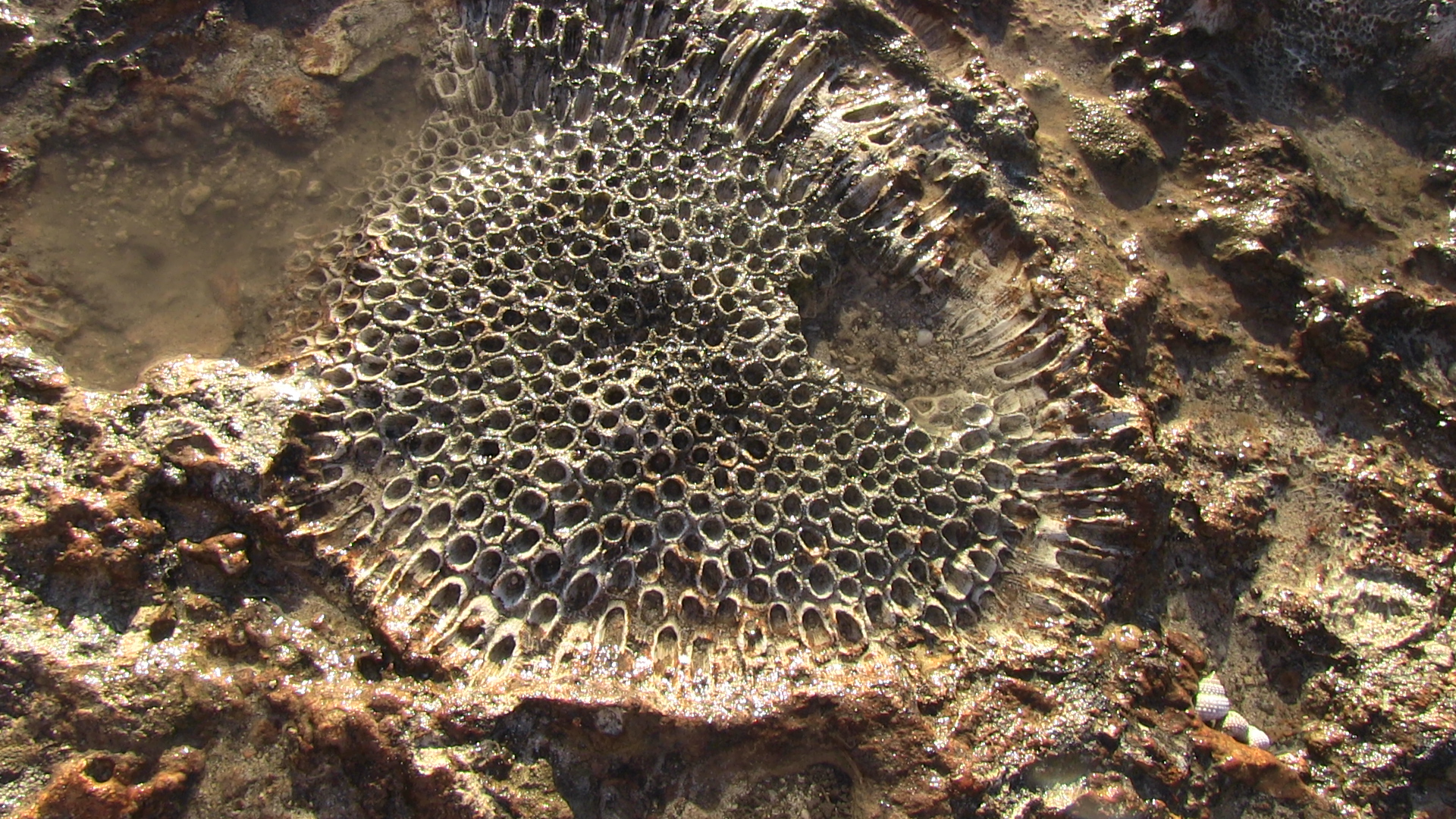 Fossils In Barbados - Fossil Hunting Trips - The Fossil Forum