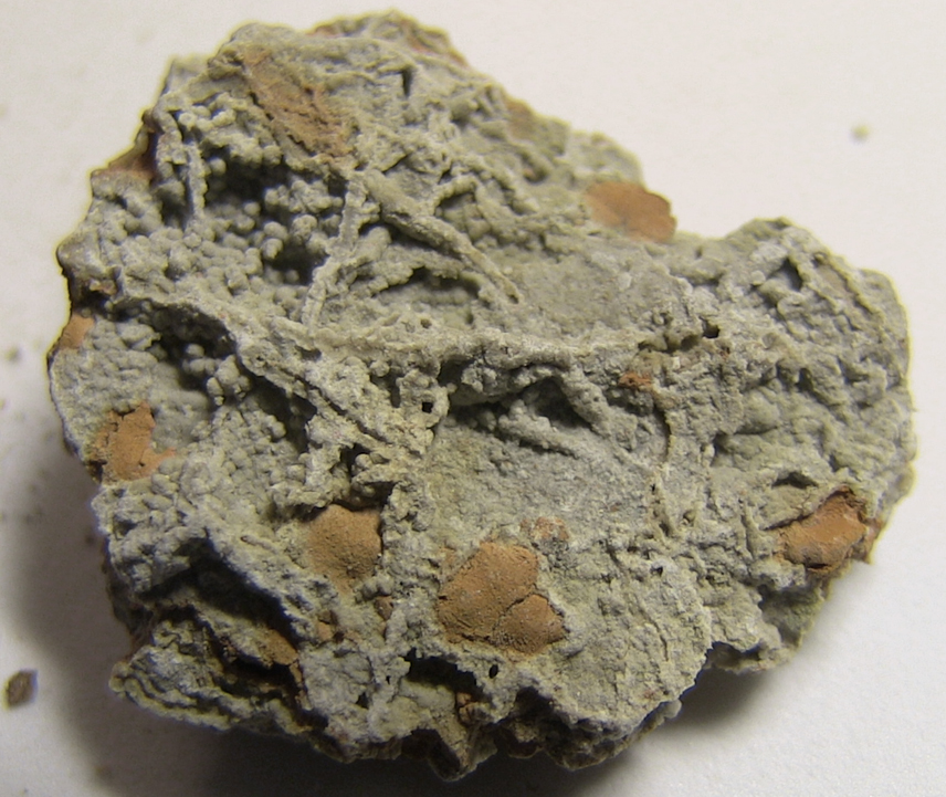 Amazing Fossils In Barbados #1 - Fossil Hunting Trips - The Fossil Forum
