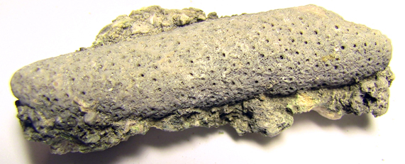 Barbados Fossils #3 - Fossil Hunting Trips - The Fossil Forum