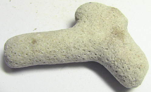 Barbados Fossils #3 - Fossil Hunting Trips - The Fossil Forum