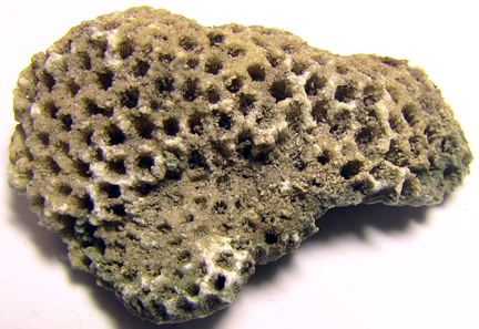 Amazing Barbados Fossils #2 - Fossil Hunting Trips - The Fossil Forum
