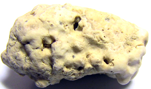 Barbados Fossils #3 - Fossil Hunting Trips - The Fossil Forum