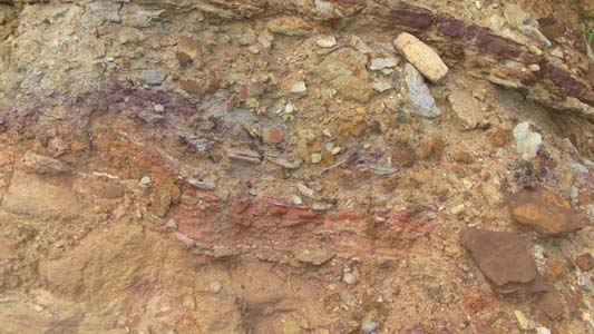 Amazing Fossils In Barbados #1 - Fossil Hunting Trips - The Fossil Forum