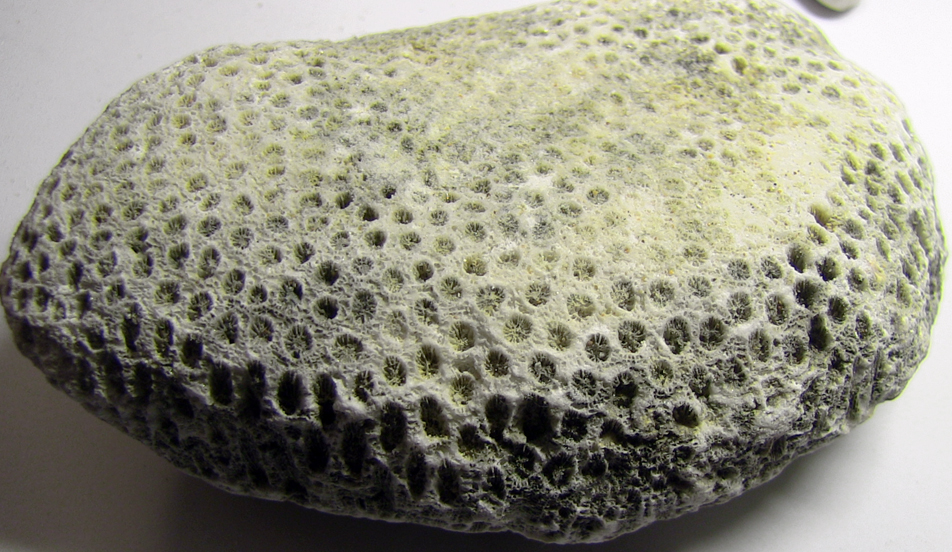 Barbados Fossils #3 - Fossil Hunting Trips - The Fossil Forum