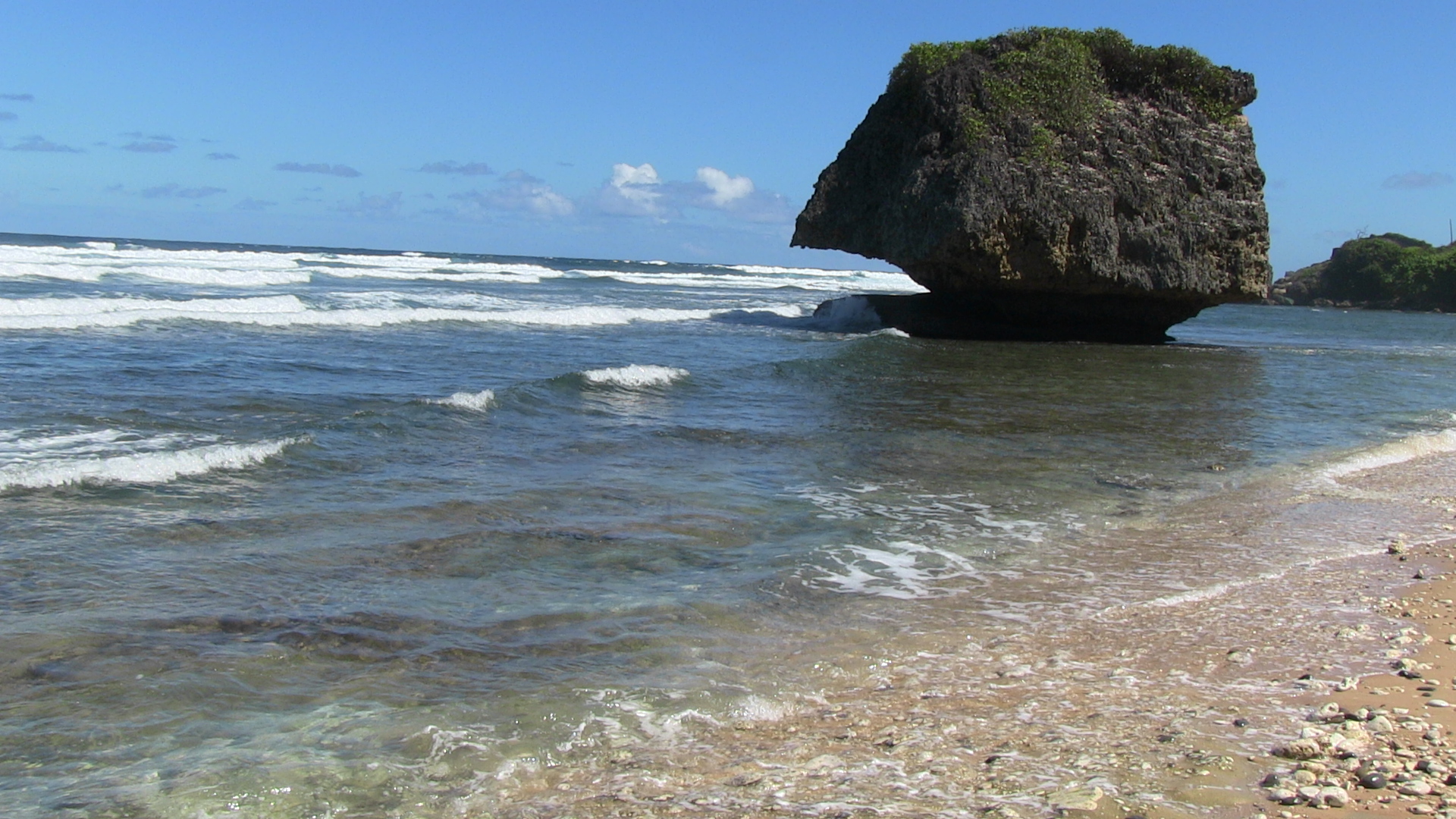 Amazing Fossils In Barbados #1 - Fossil Hunting Trips - The Fossil Forum