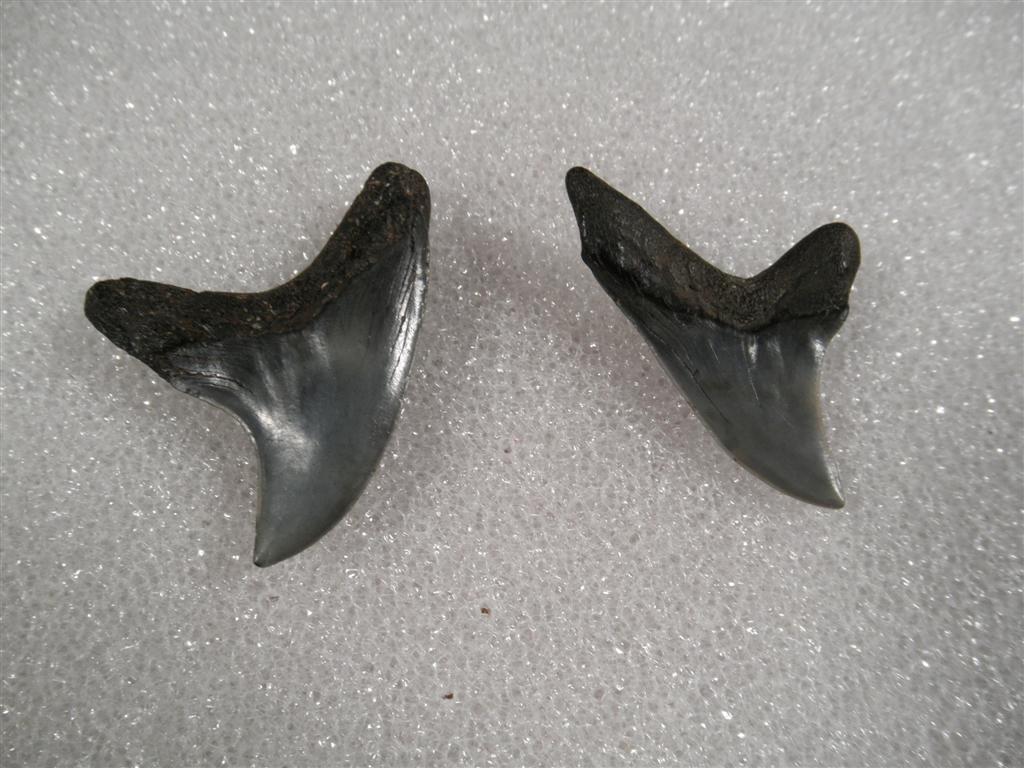1St Dive Of The New Year - My Biggest Angustidens - Fossil Hunting ...