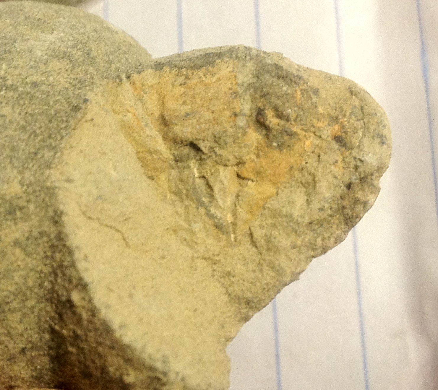 Rock Lobster / Crawfish Id - Fossil ID - The Fossil Forum