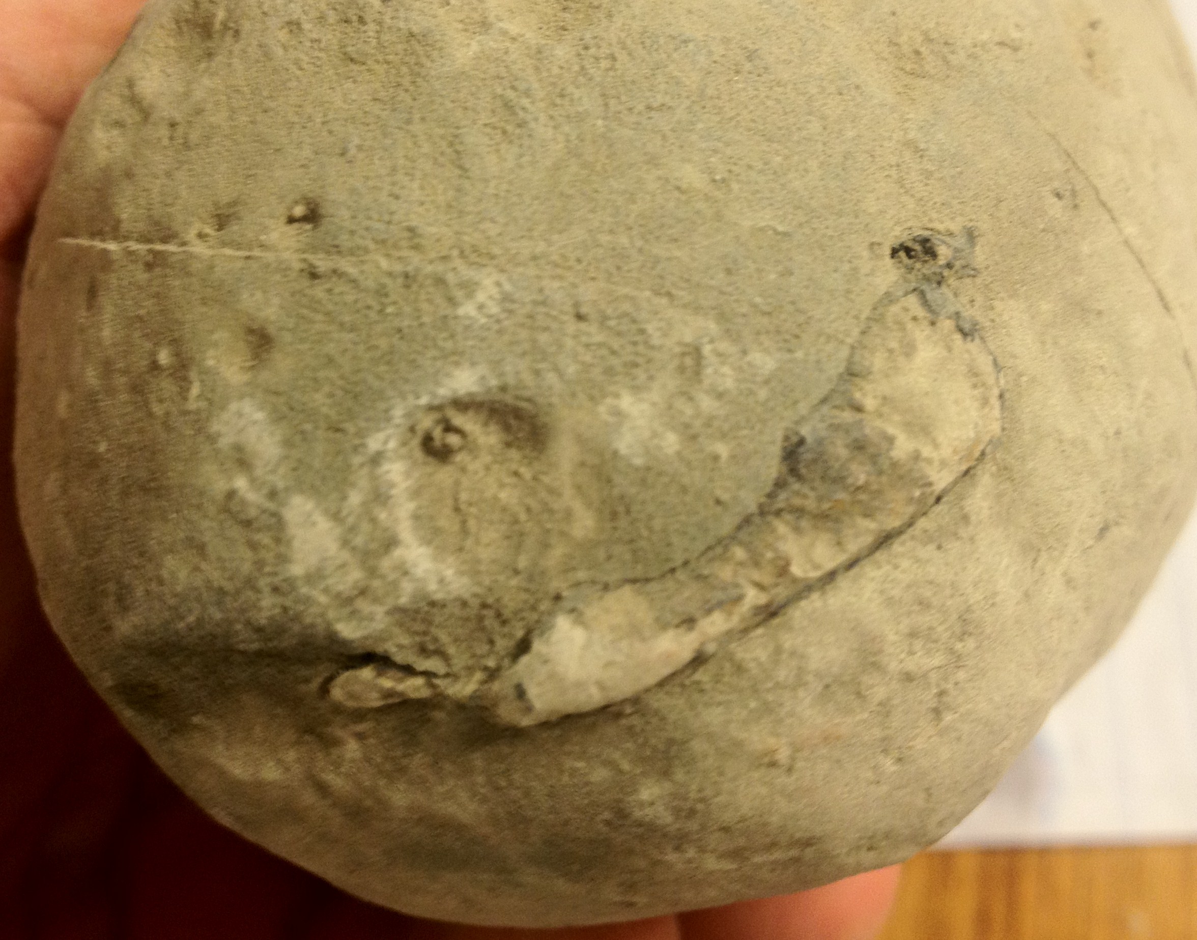 Rock Lobster / Crawfish Id - Fossil ID - The Fossil Forum
