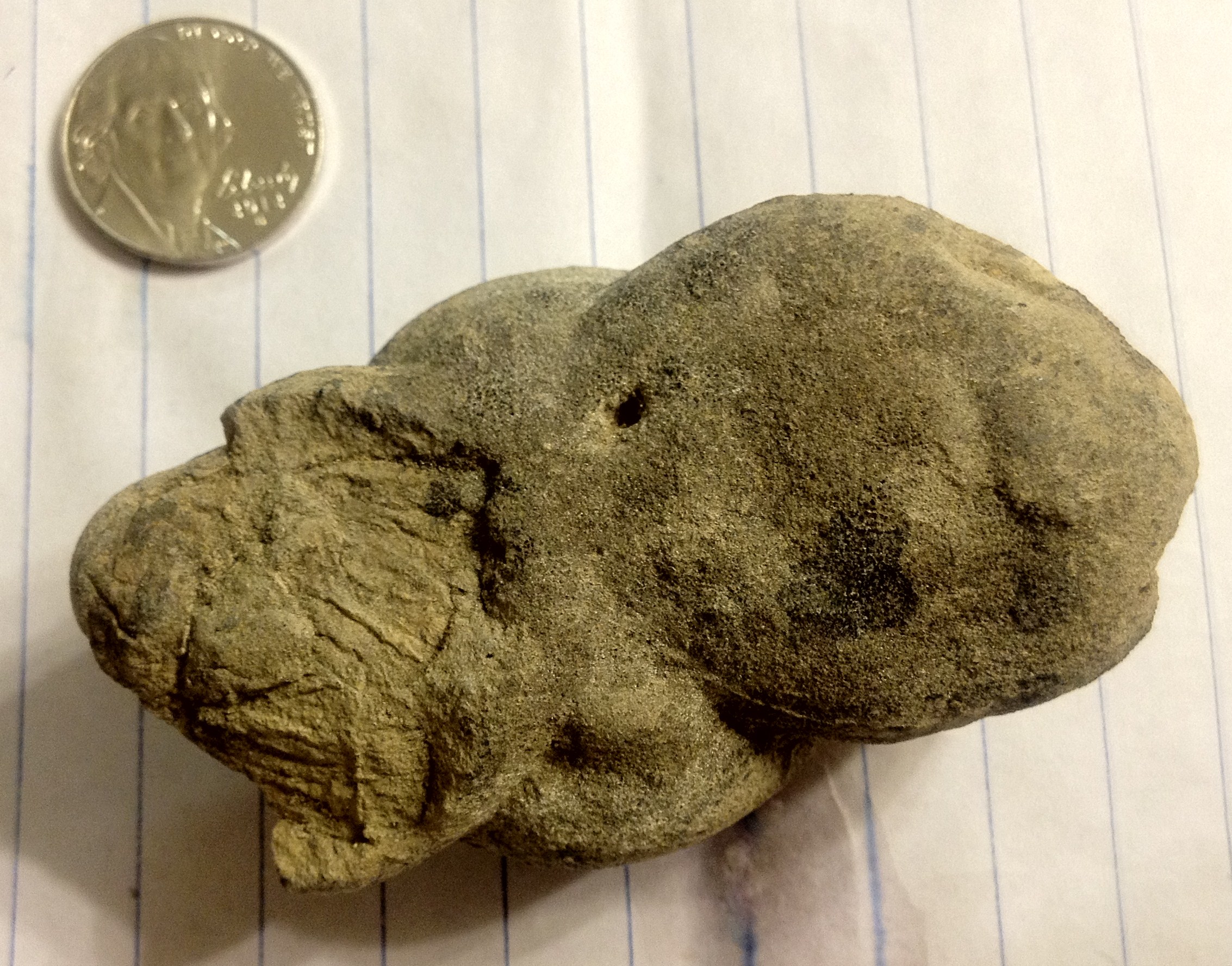 Rock Lobster / Crawfish Id - Fossil ID - The Fossil Forum