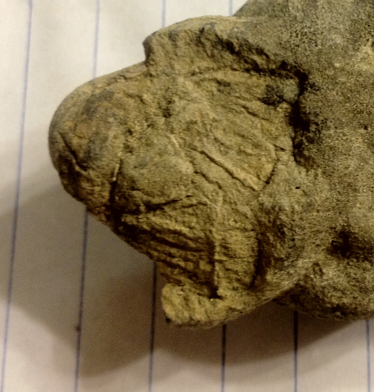 Rock Lobster / Crawfish Id - Fossil ID - The Fossil Forum