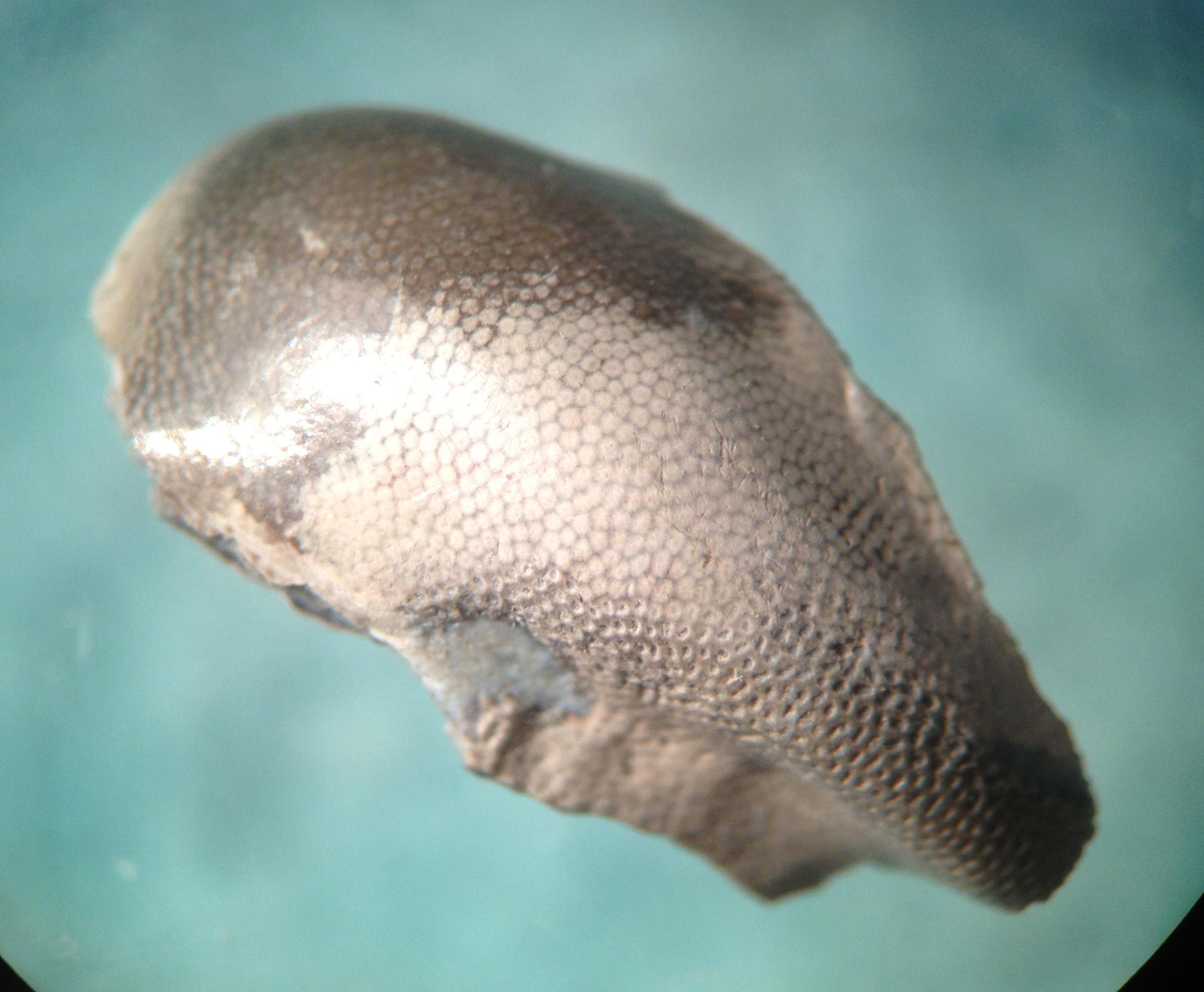 Possible Sponge? - Fossil ID - The Fossil Forum